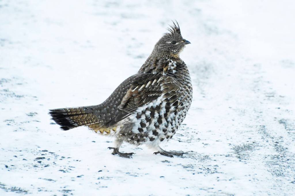 Watson Lake bird count turns up three ruffed grouse, two crows, no ...